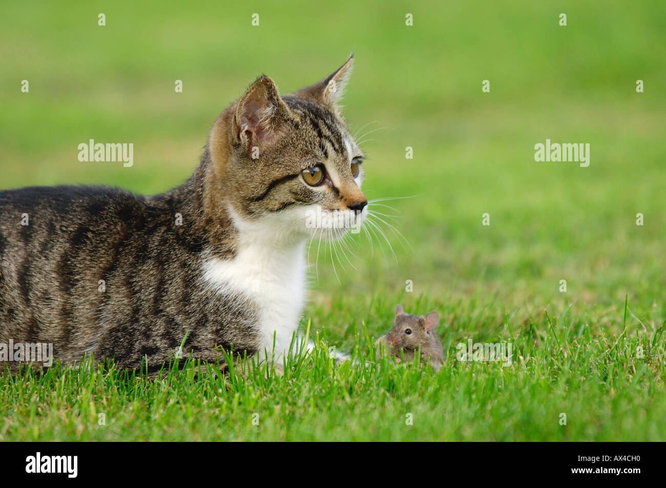 Cat and mouse images hi-res stock photography and images - Alamy