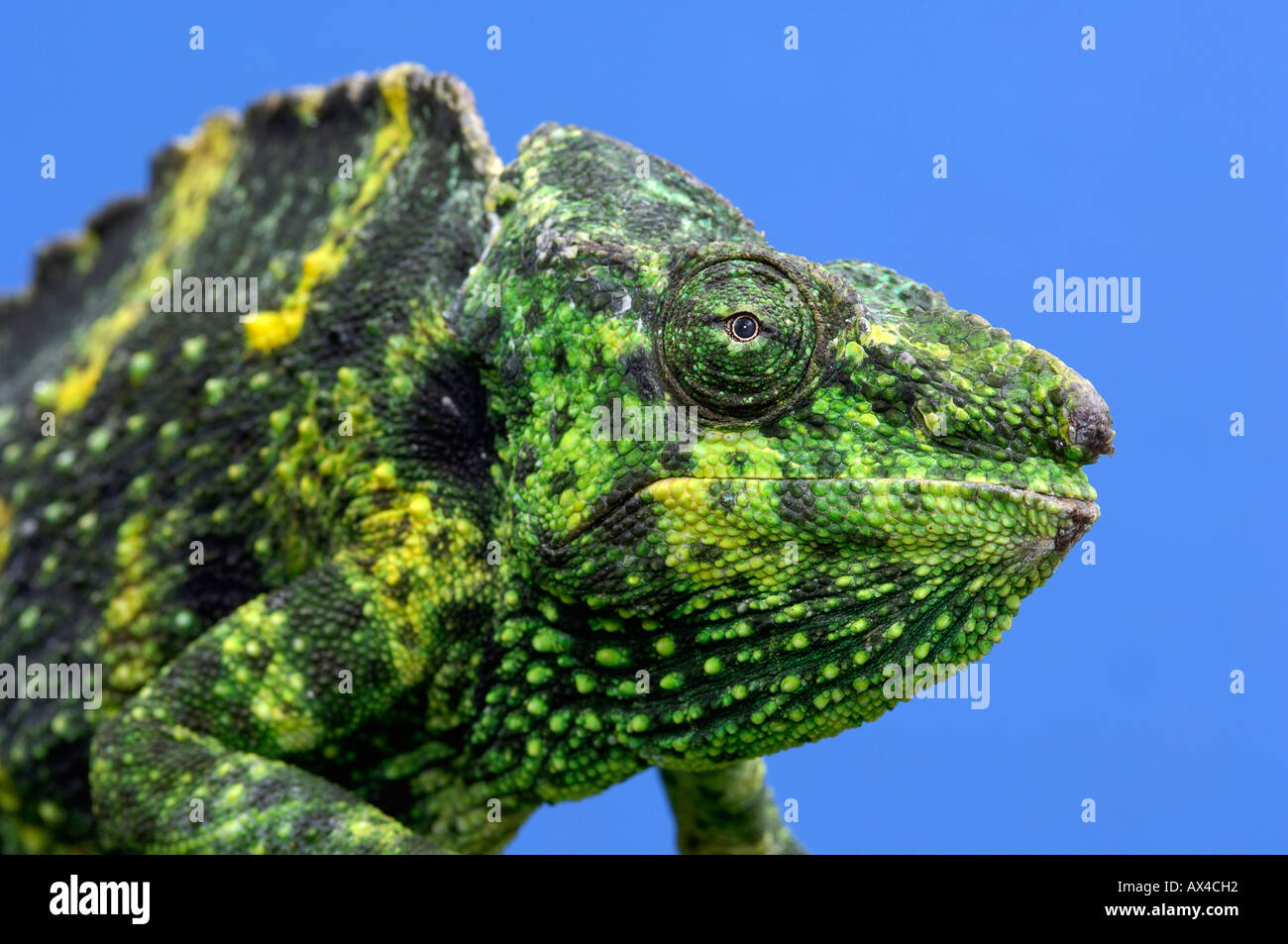 Adaptive skin color of lizard hi-res stock photography and images - Alamy