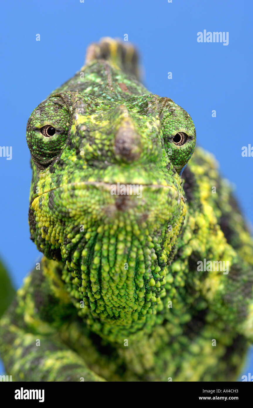 Chameleon front face hi-res stock photography and images - Alamy