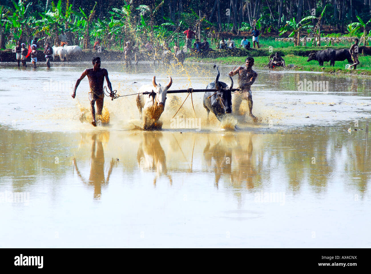 Mud race india hi-res stock photography and images - Alamy