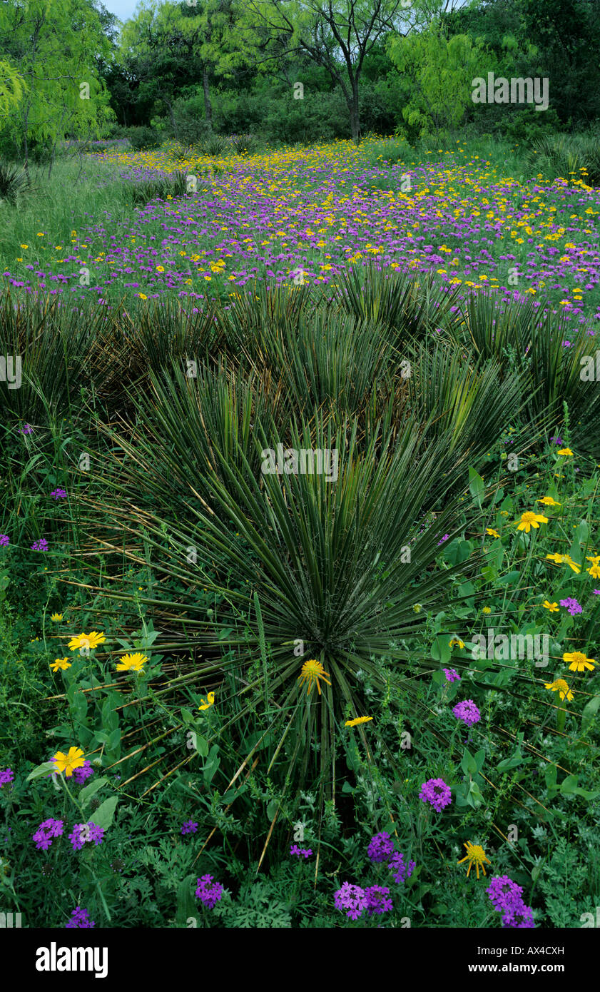 Wildflowers Verbena Huisache Daisy and yucca South Llano River State ...