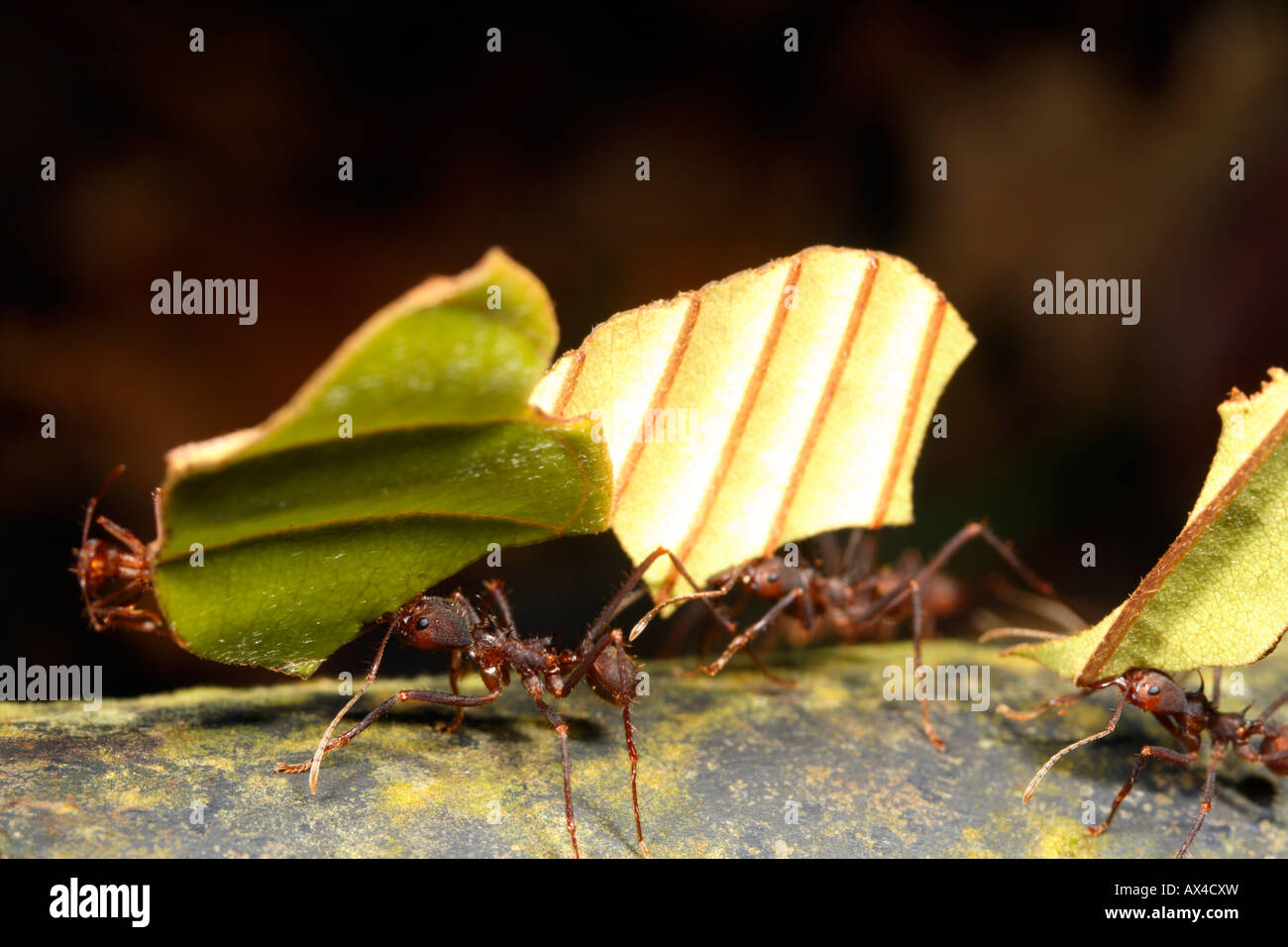 Leaf cutter ant hi-res stock photography and images - Alamy