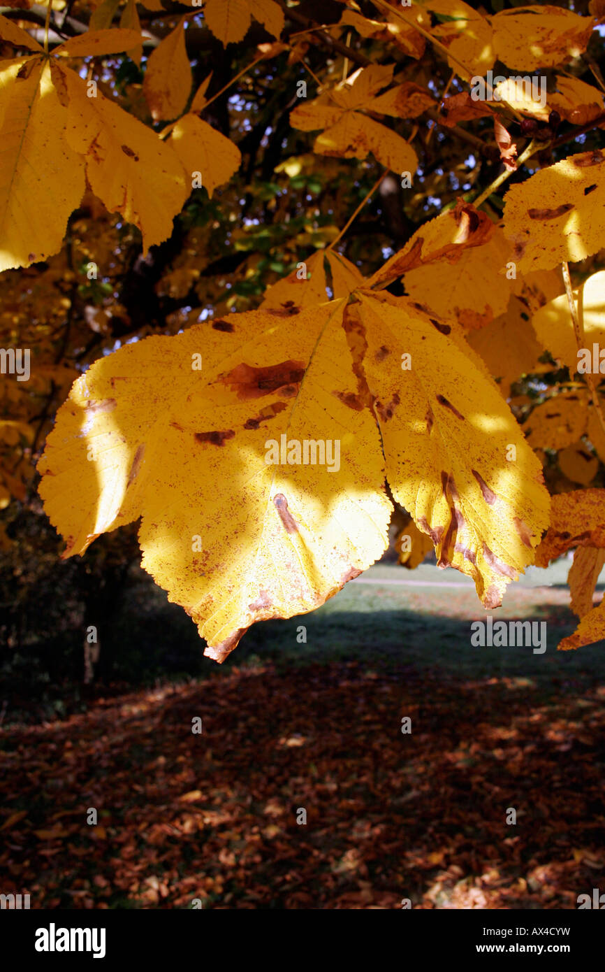 AUTUMN HORSE CHESTNUT LEAVES Stock Photo - Alamy