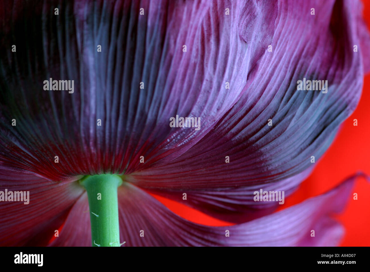 Purple opium poppy Papaver somniferum with a red background Stock Photo ...