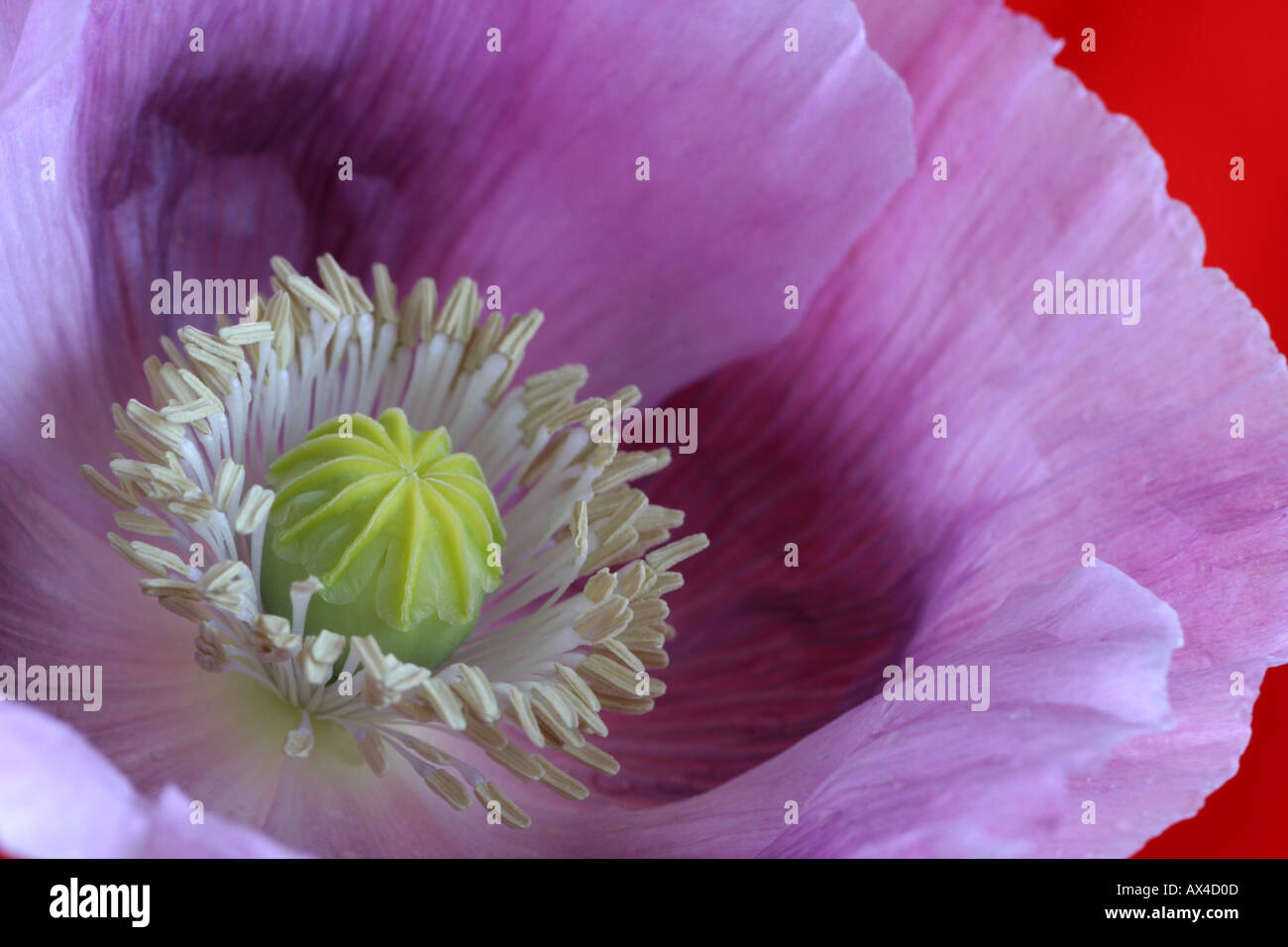 Purple opium poppy Papaver somniferum with a red background Stock Photo ...