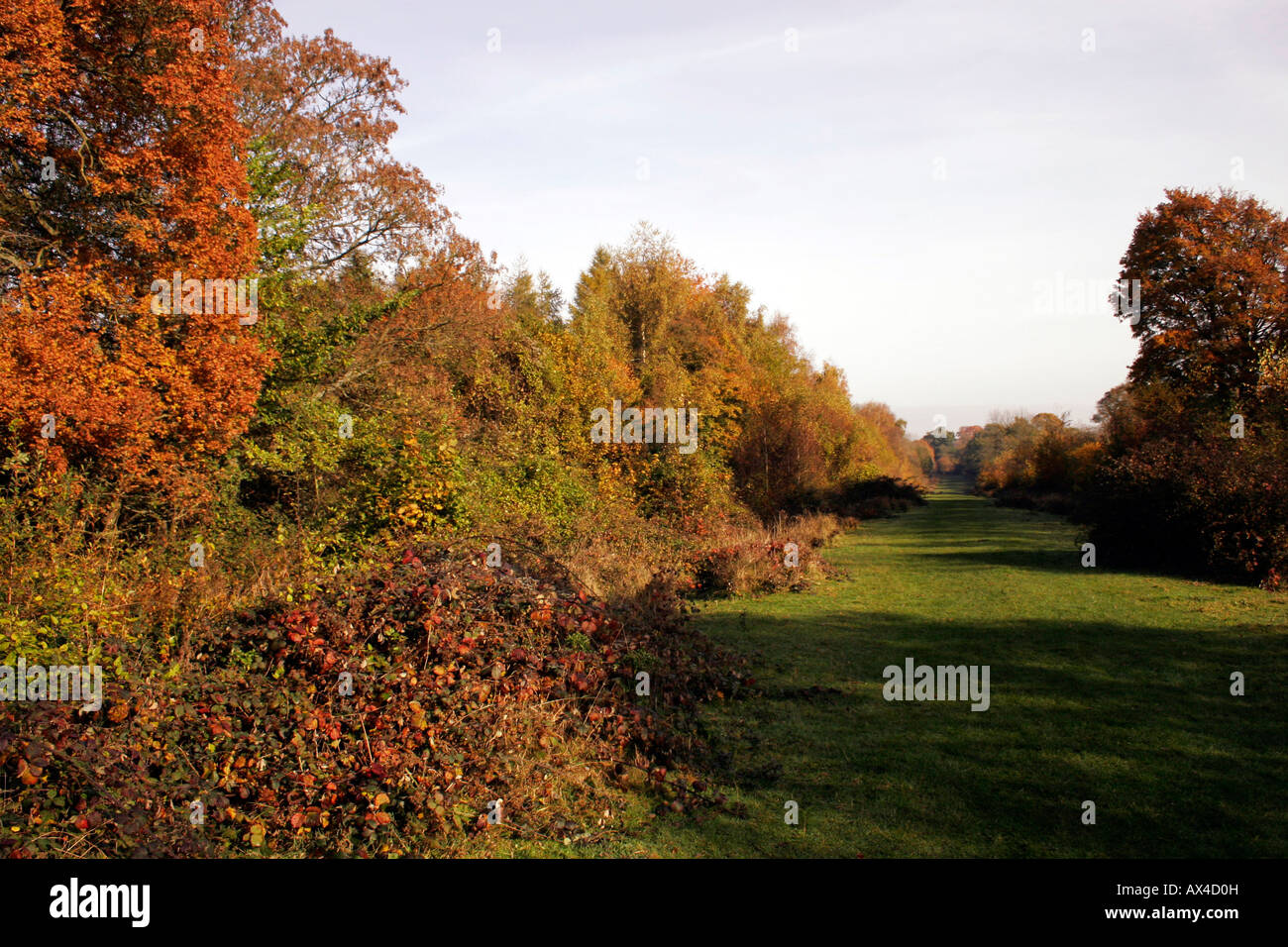 Hedgerows gold hi-res stock photography and images - Alamy