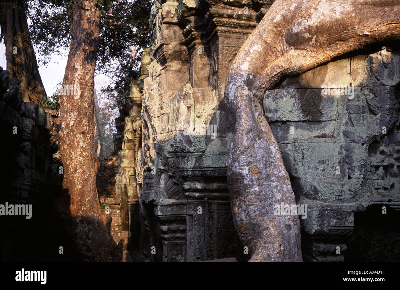 Tree root at Ta Prohm Angkor Cambodia Stock Photo - Alamy