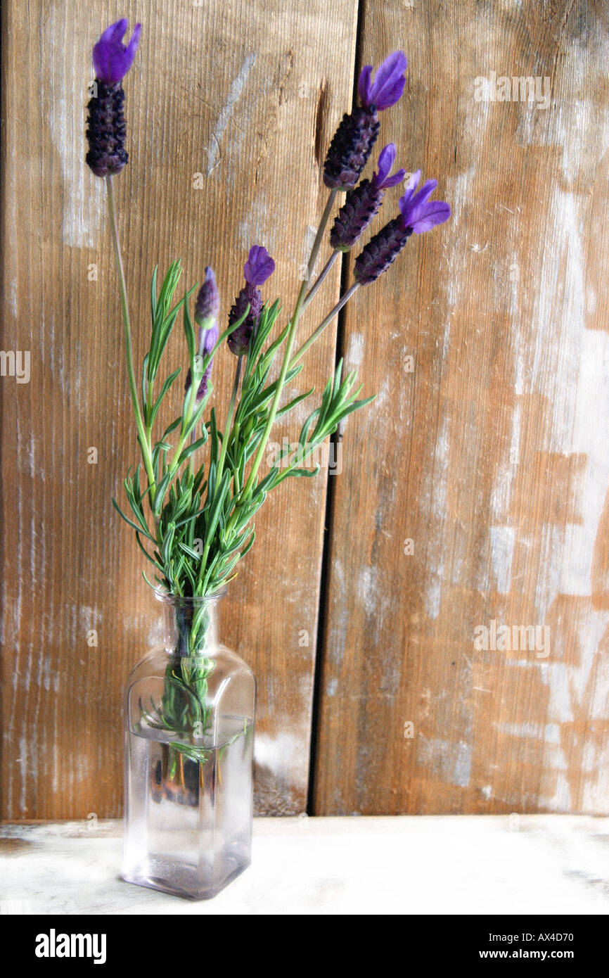Lavender sprigs in glass hi-res stock photography and images - Alamy