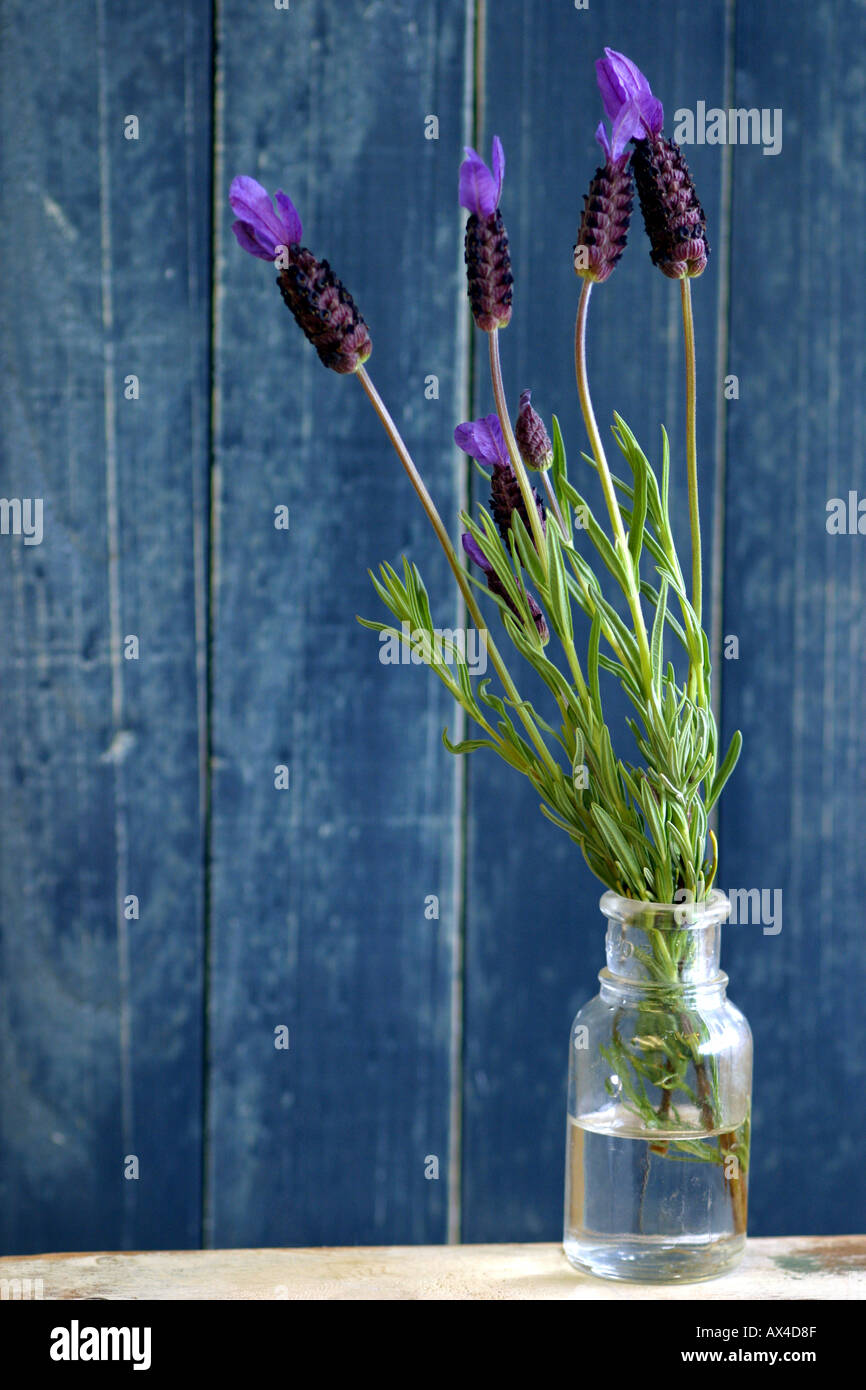 Lavender sprigs in glass hi-res stock photography and images - Alamy