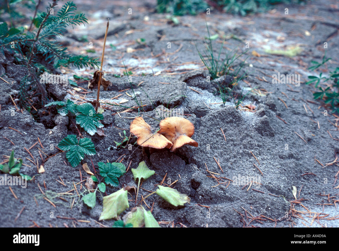 Ecosystem volcano mt hi-res stock photography and images - Alamy