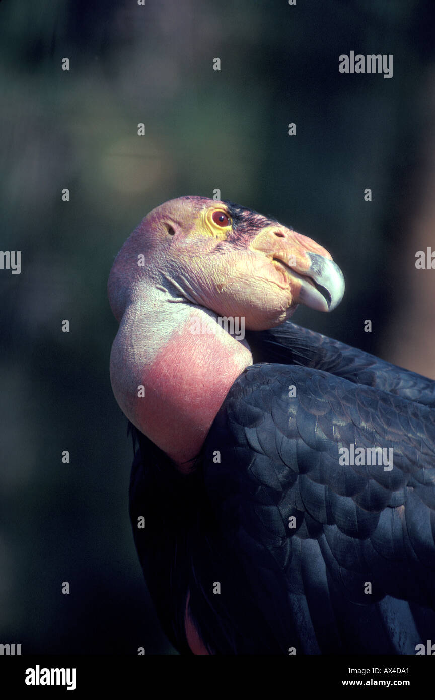 BIRD CONDOR California Stock Photo - Alamy