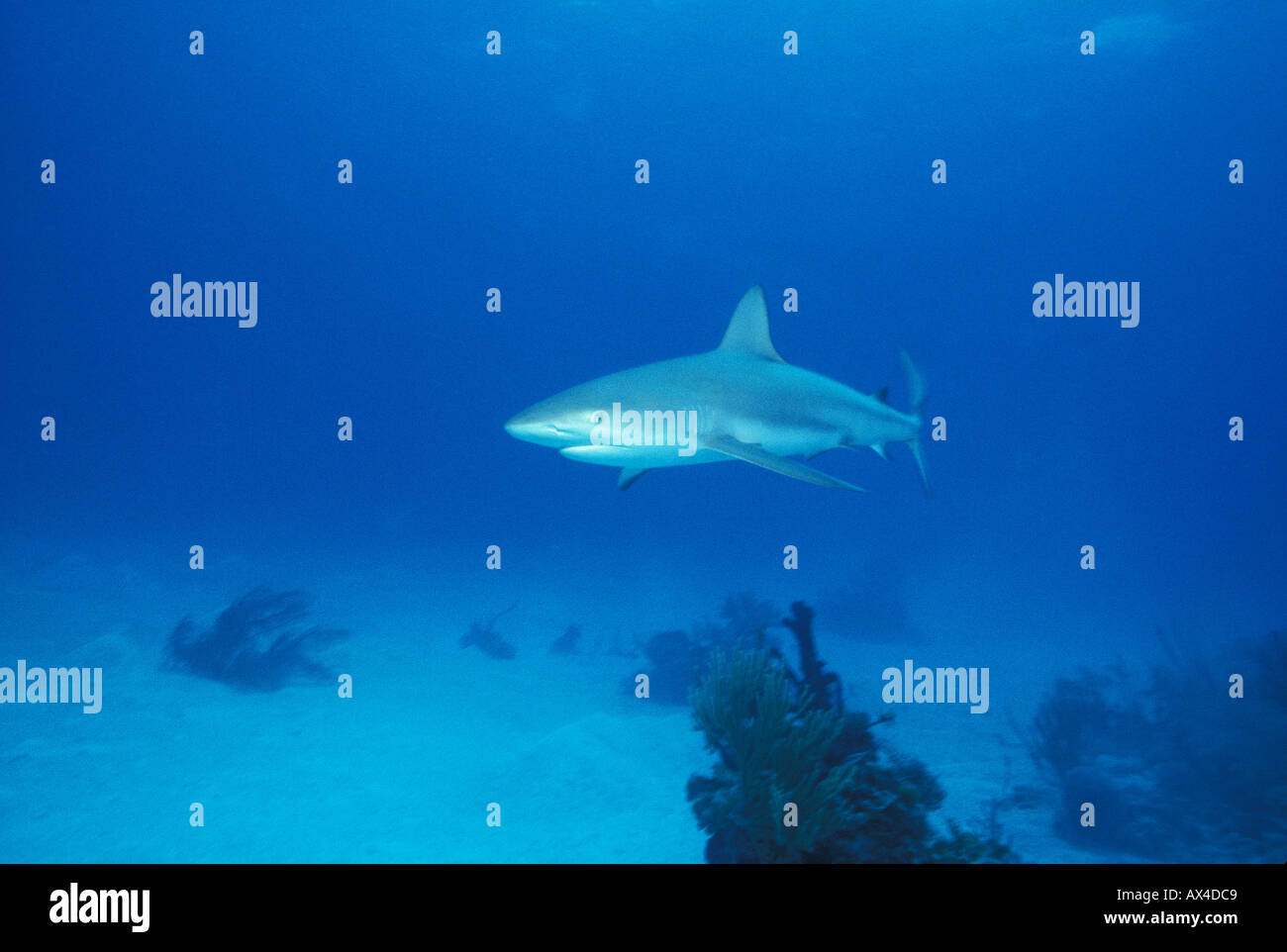 Bull Shark Bahamas High Resolution Stock Photography and Images - Alamy