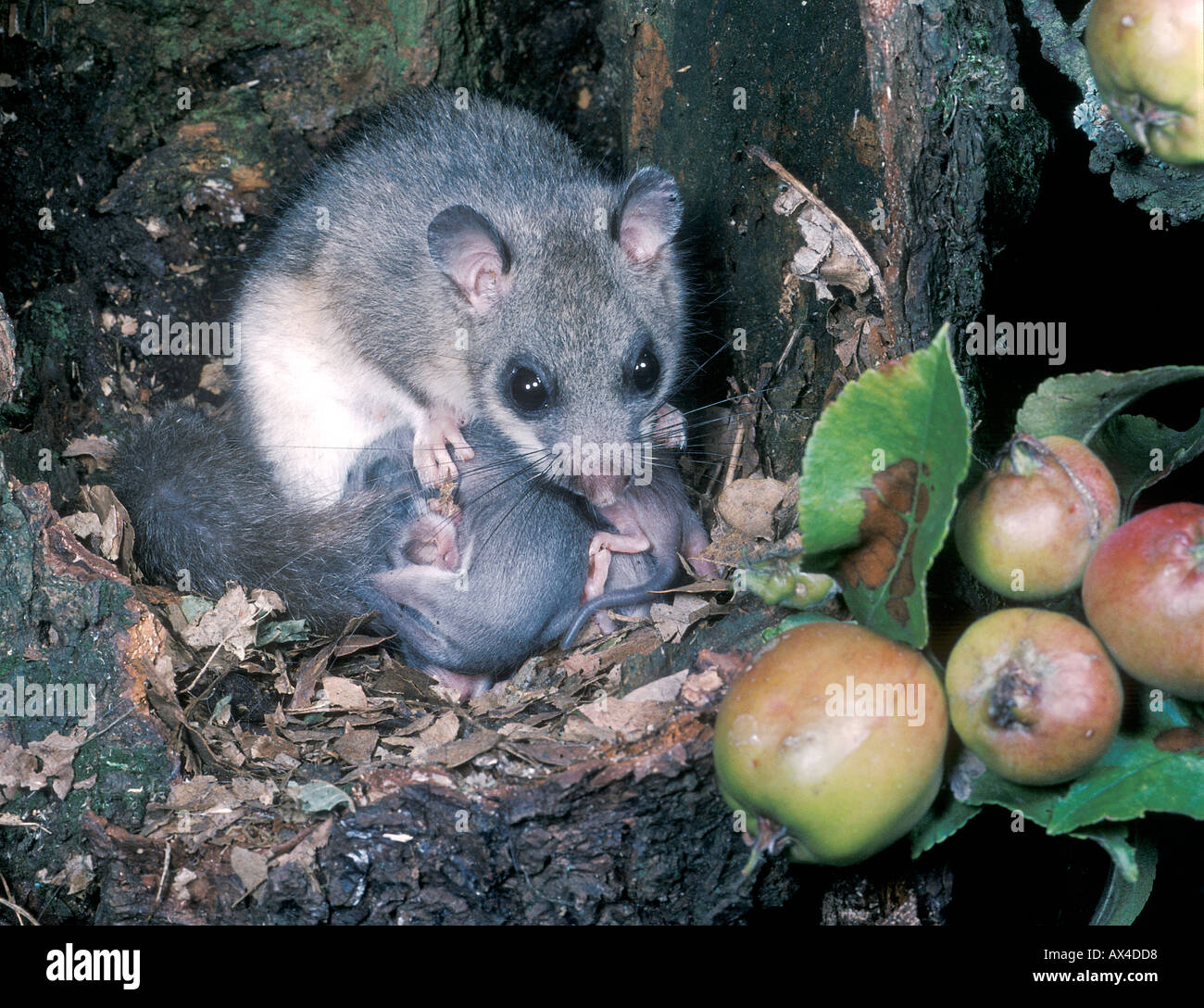 Fat or edible dormouse hi-res stock photography and images - Alamy