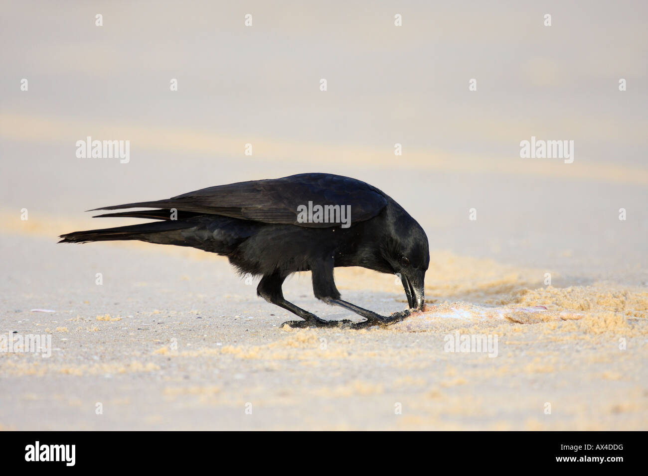Little crow, corvus bennetti, single adult eating dead fish on a beach ...