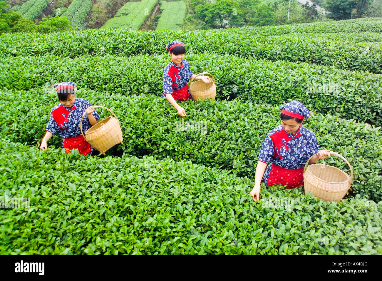Three women picking tea in the tea Plantation Stock Photo - Alamy