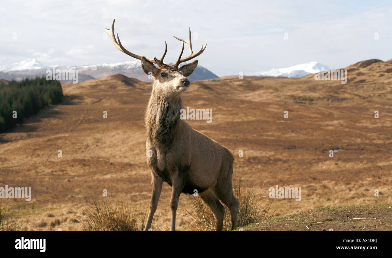 Scottish Red Stag Stock Photo - Alamy