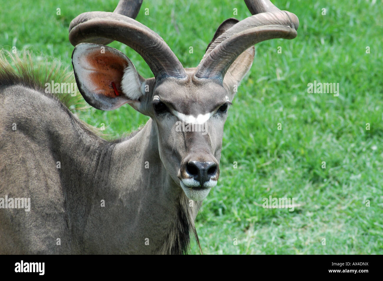 This is an image of an African Animal Stock Photo - Alamy