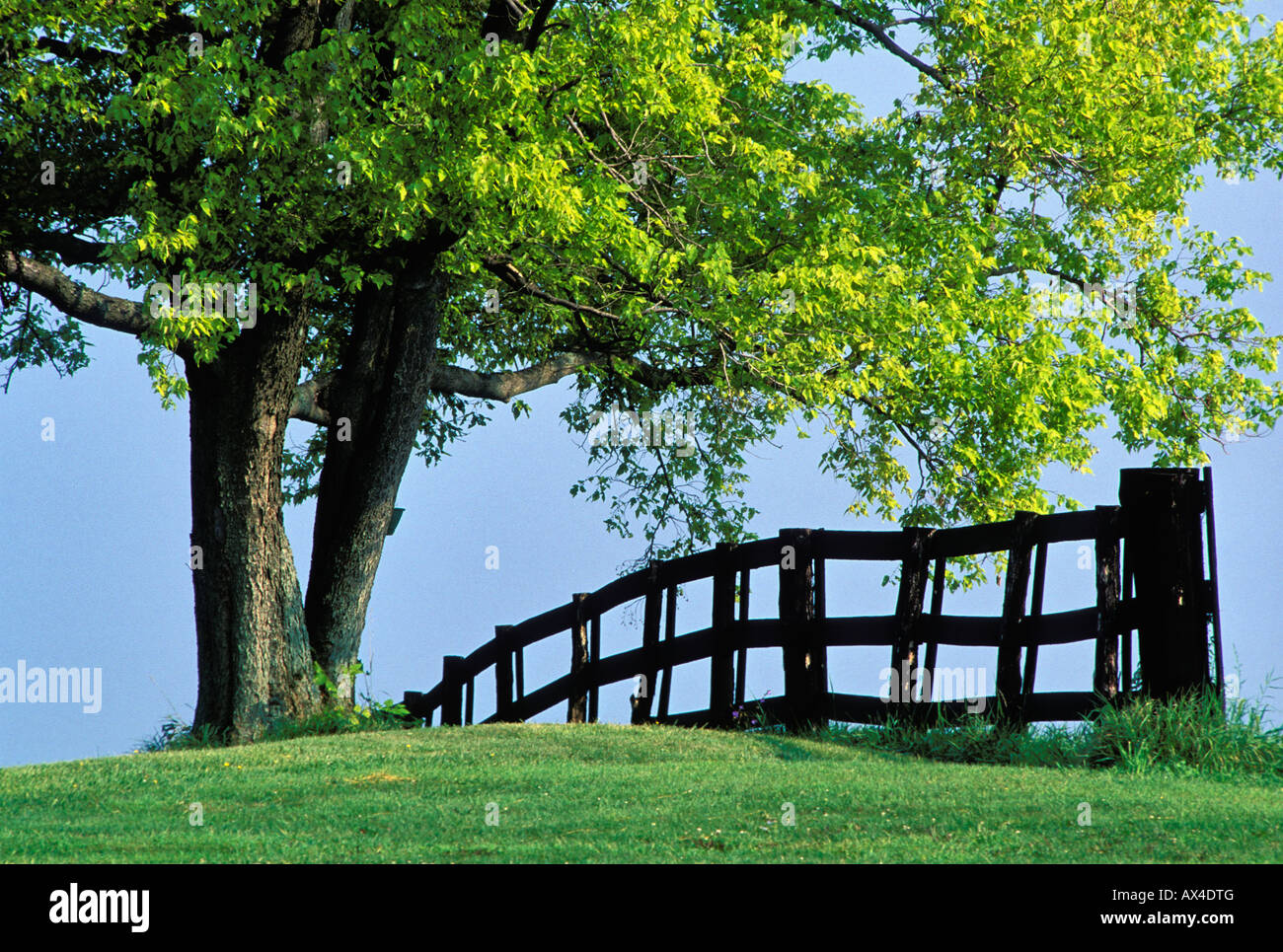 Tree hill sky trunk fence hi-res stock photography and images - Alamy