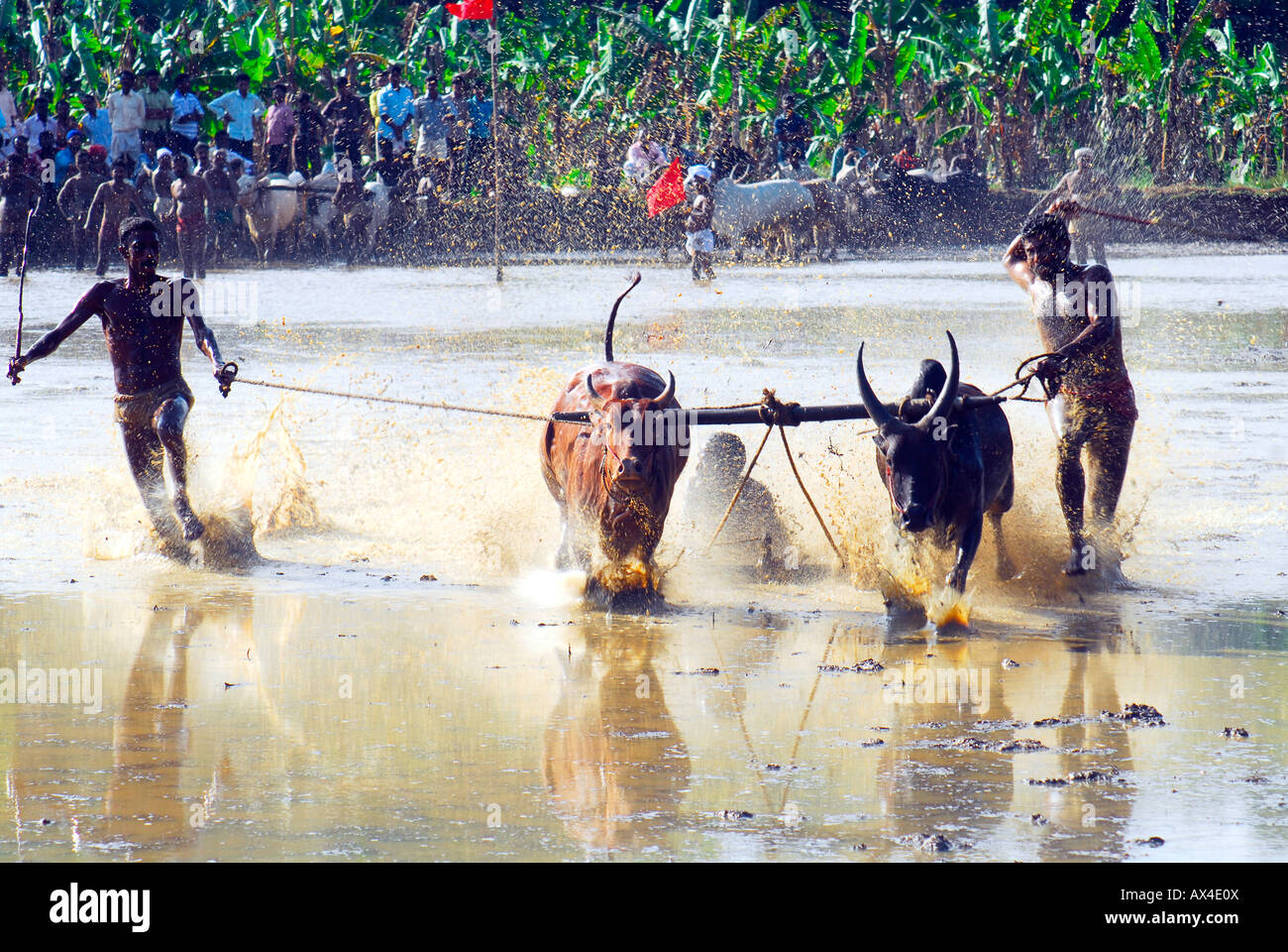 Mud race india hi-res stock photography and images - Alamy