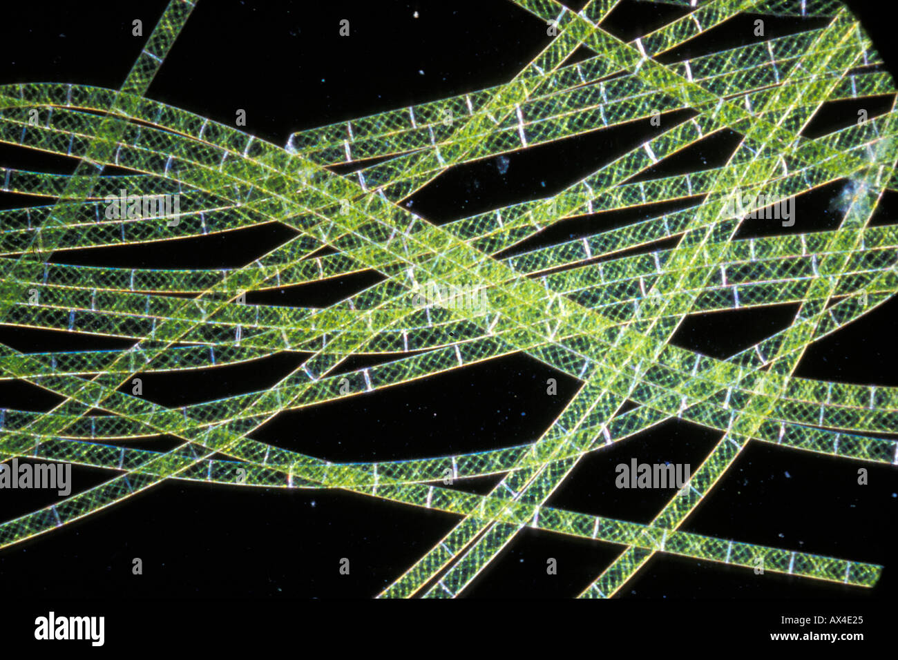 Filamentous alga hi-res stock photography and images - Alamy