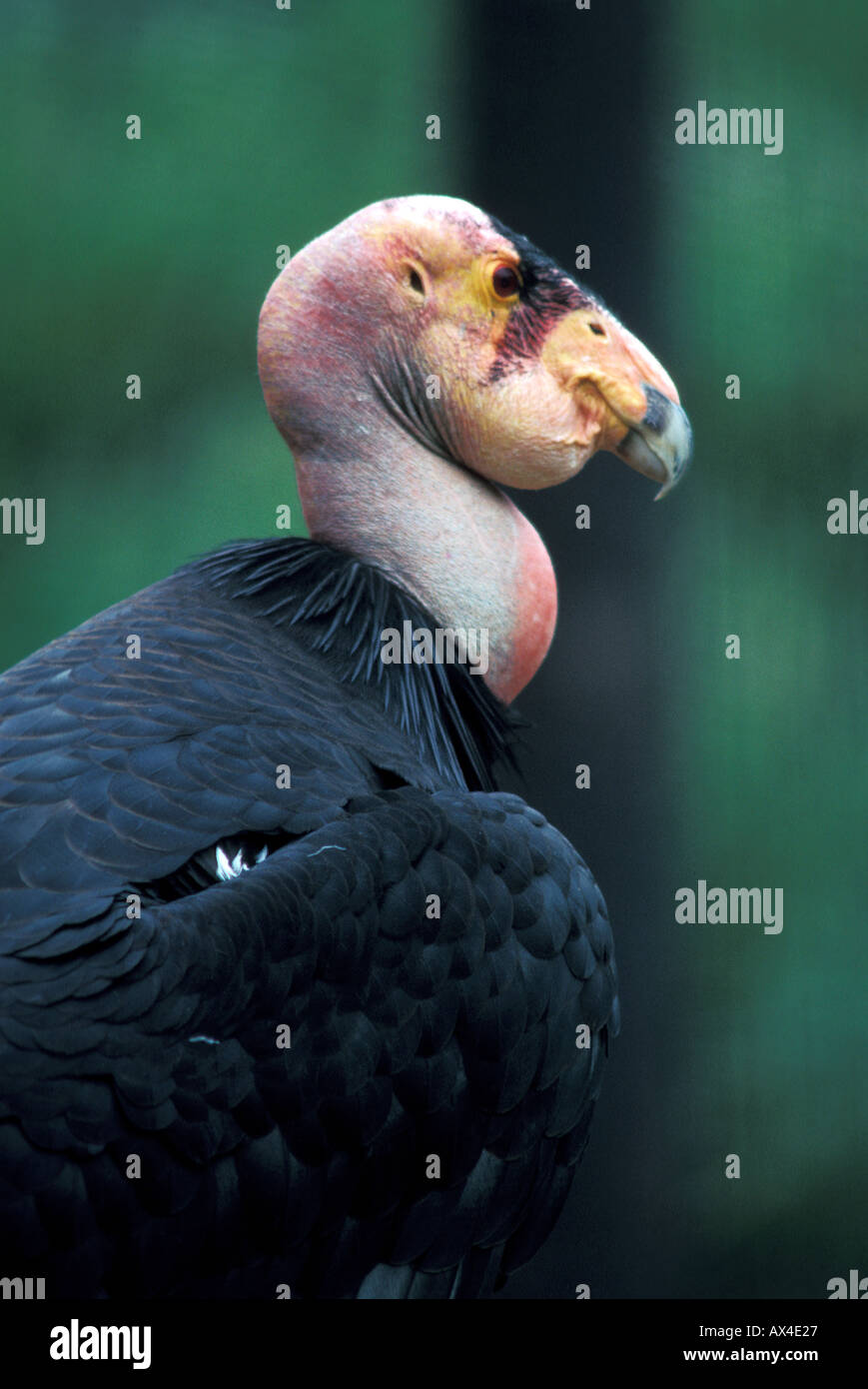 BIRD CONDOR California Stock Photo - Alamy