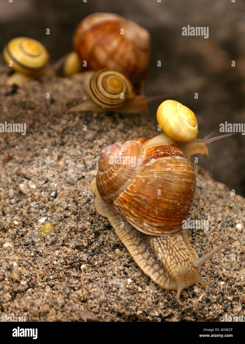 Snail family hi-res stock photography and images - Alamy