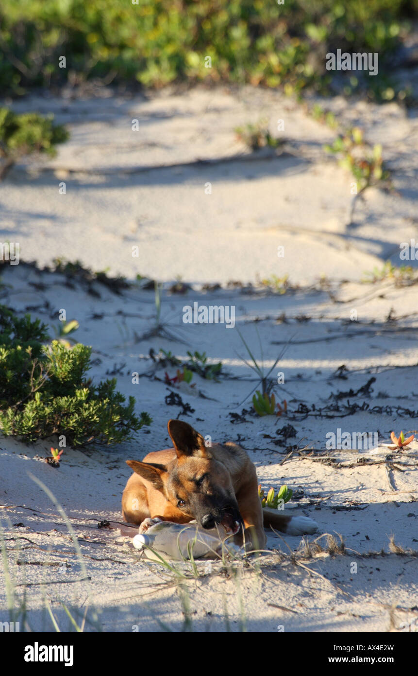 Dingo, canis lupus dingo, single pure-bred adult sitting amongst sand ...
