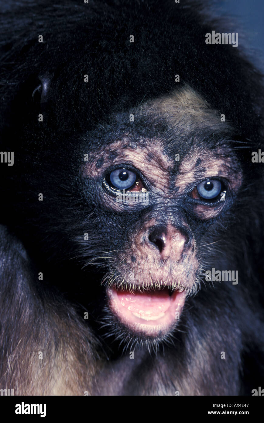 MAMMAL MONKEY Spider Stock Photo - Alamy