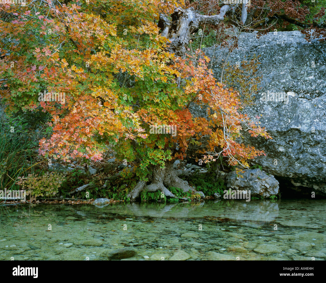 Bigtooth Maples Acer grandidentatum Lost Maples State Park Texas USA ...