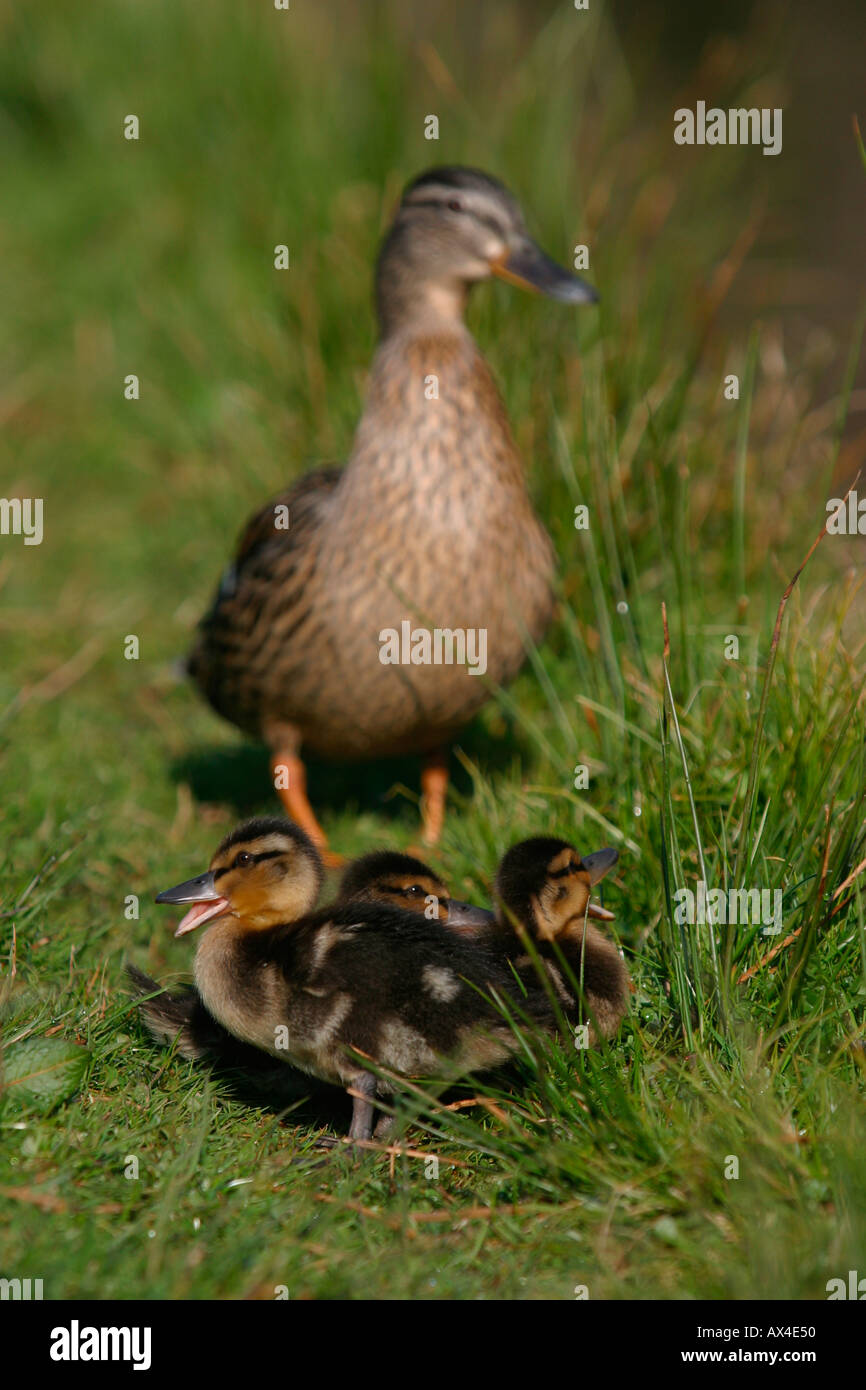 SWEET DUCK FAMILY Stock Photo - Alamy