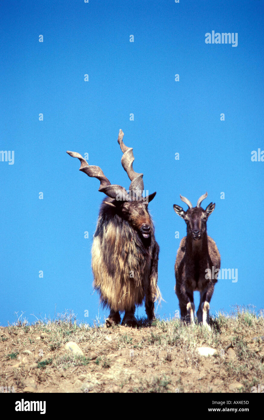 Female markhor hi-res stock photography and images - Alamy