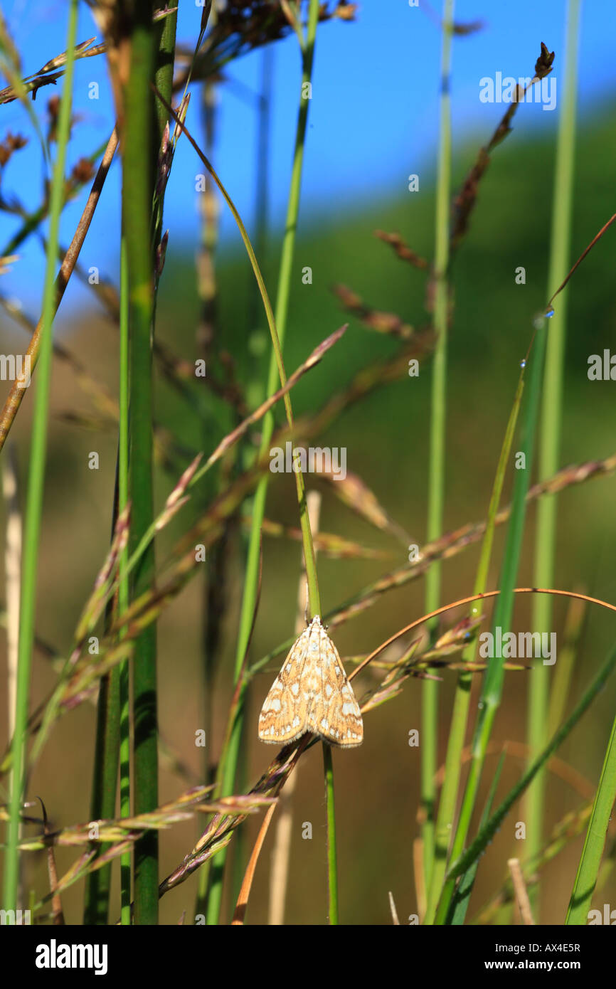 Brown China-mark moth (Elophila nymphaeata) resting on rushes beside a ...