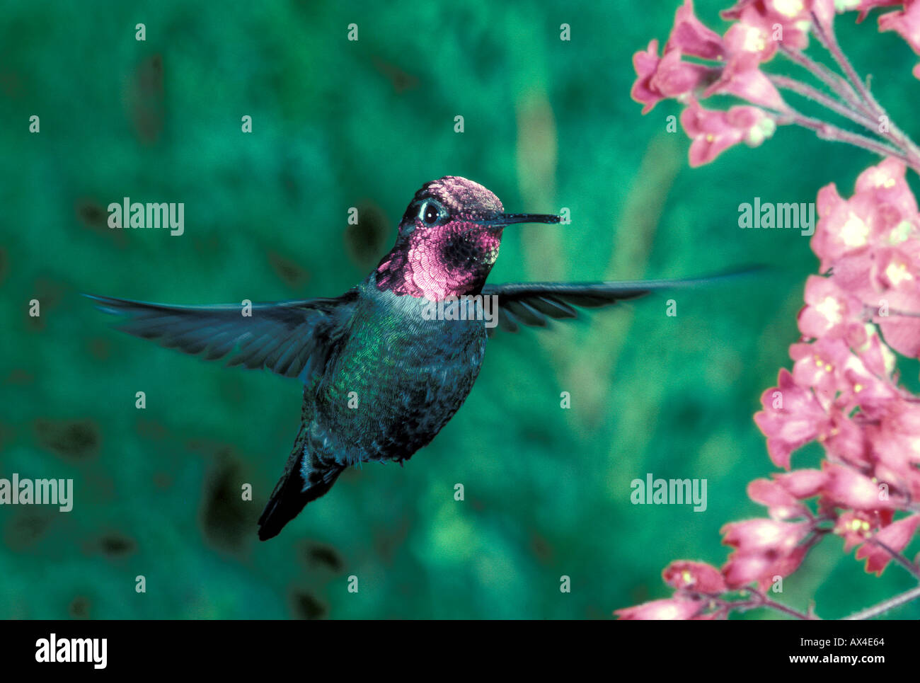 BIRD HUMMINGBIRD Anna s Stock Photo - Alamy
