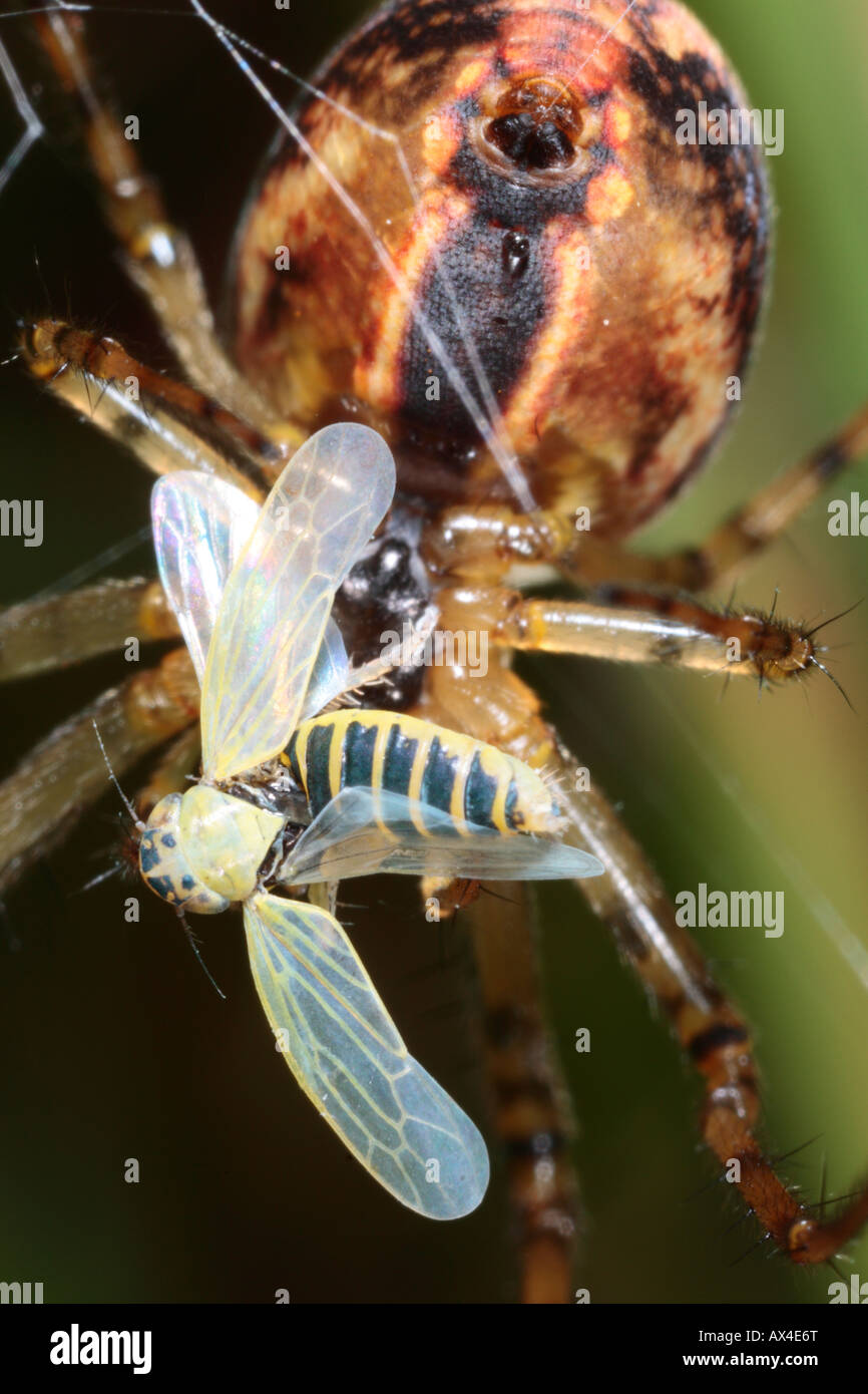 Female Garden or Cross Spider (Araneus diadematus) feeding on a ...