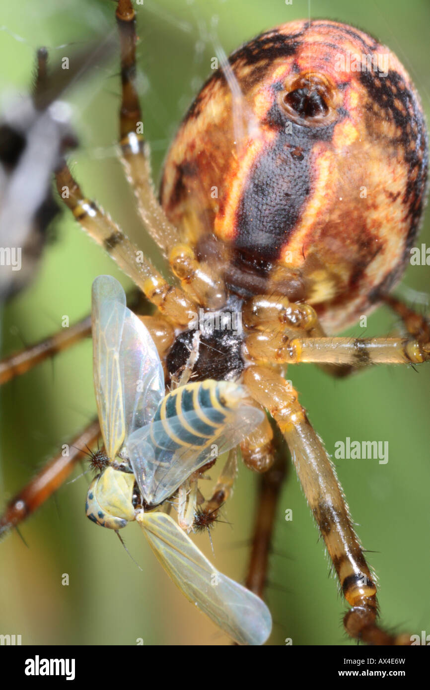 Female Garden or Cross Spider (Araneus diadematus) feeding on a ...