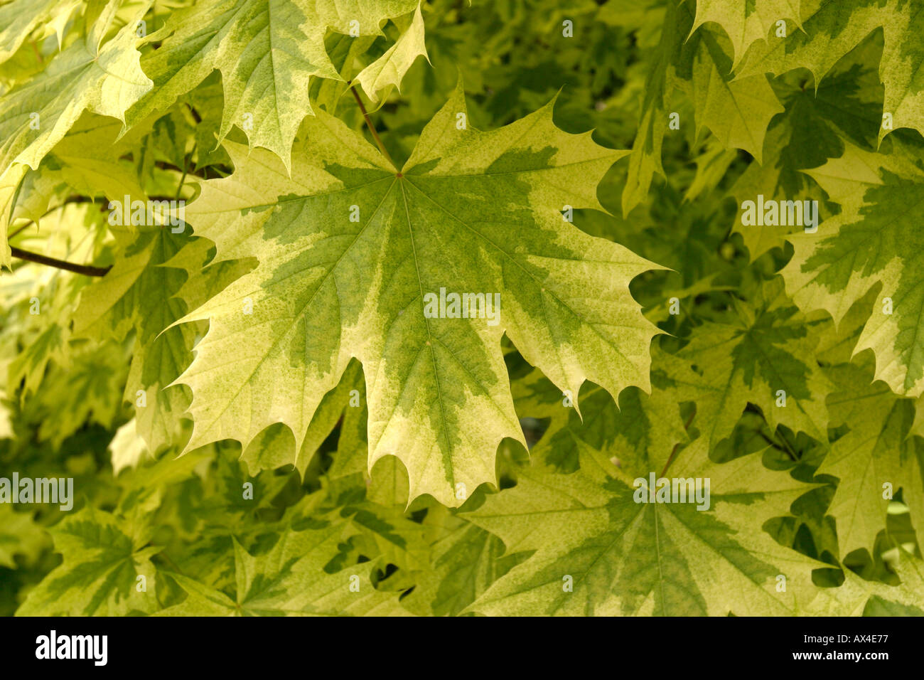 Variegated maple leaves hi-res stock photography and images - Alamy