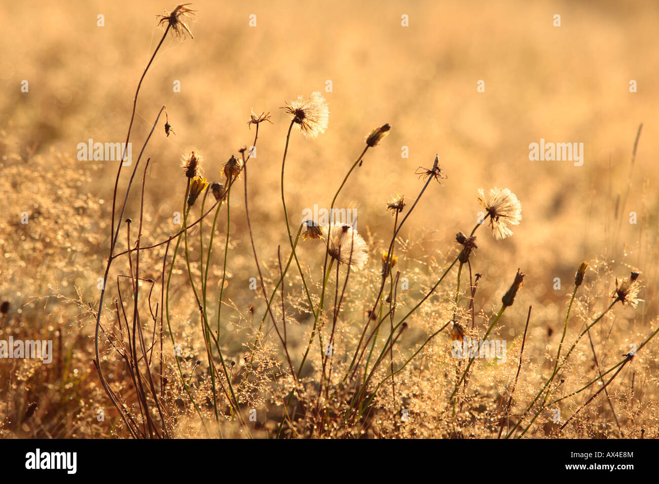 Hawkbit seed hi-res stock photography and images - Alamy