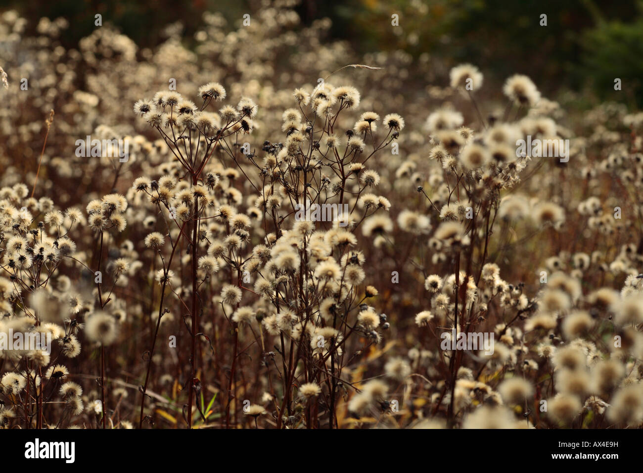 Smooth Hawksbeard (Crepis capillaris) seedheads. Powys, Wales Stock ...