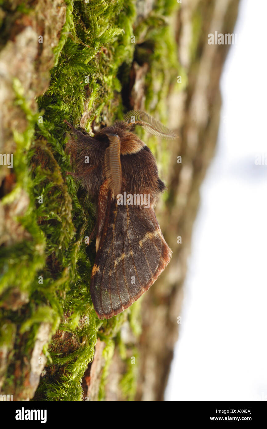 December Moth High Resolution Stock Photography and Images - Alamy