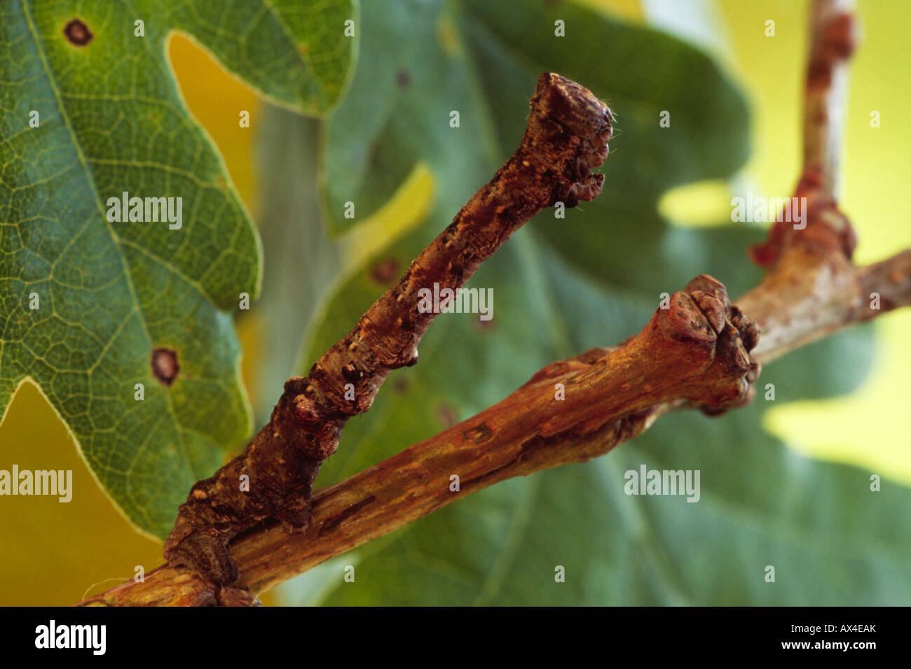 Full grown larva of Oak Beauty Moth (Biston strataria) on an Oak twig ...
