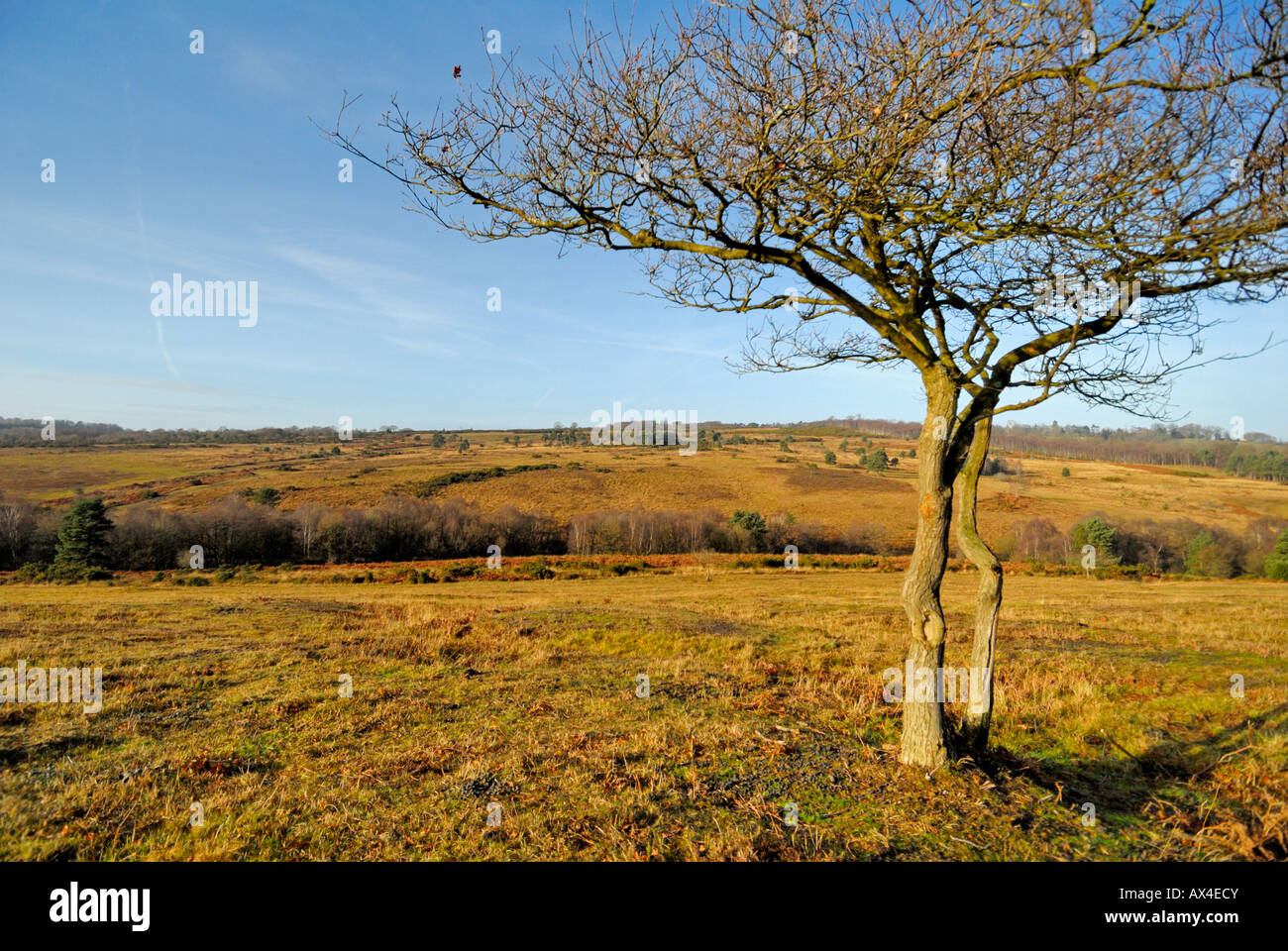 Ashdown forest fire hi-res stock photography and images - Alamy