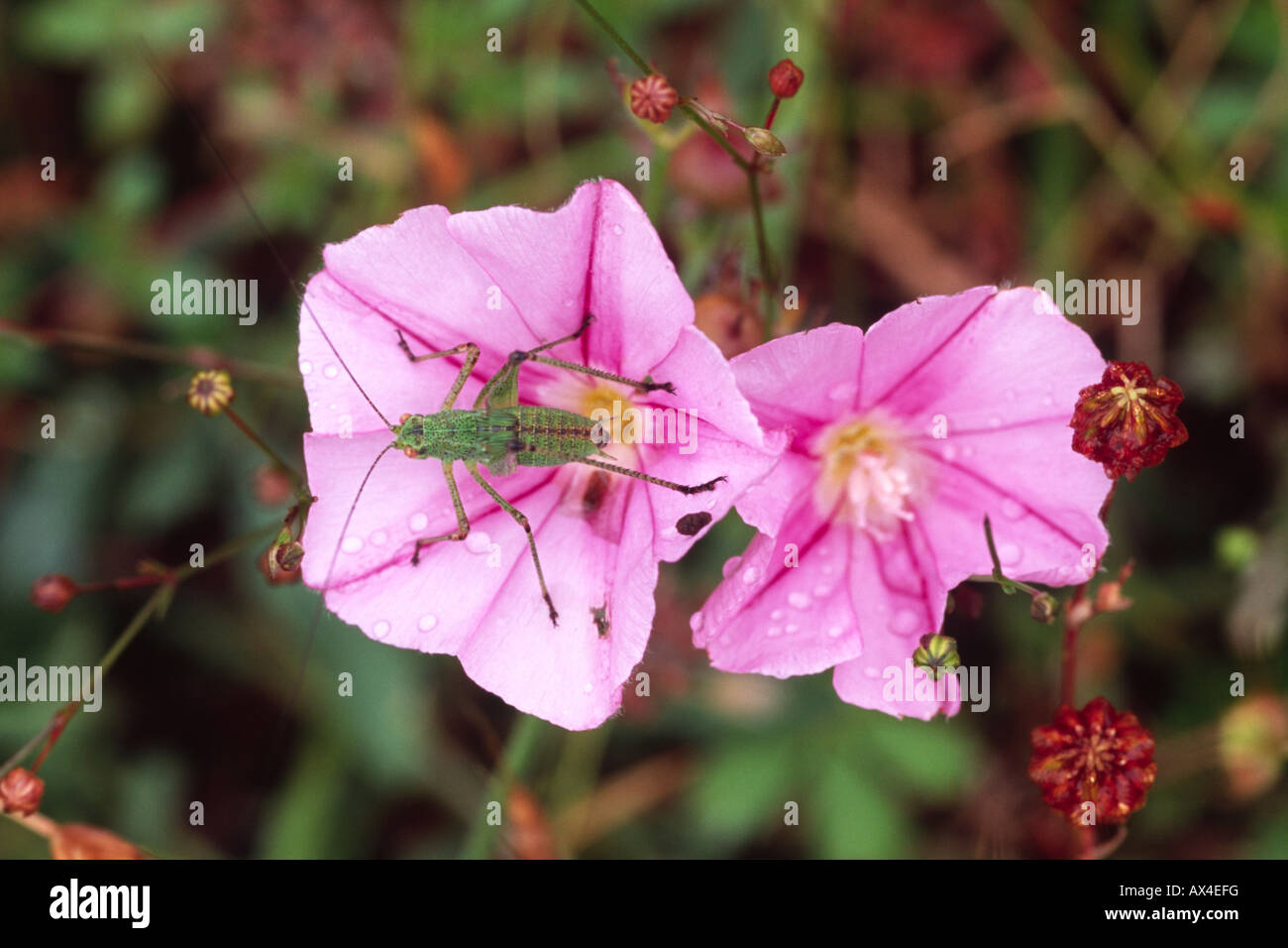 Bush cricket nymph on the flower of Pink Convolvulus (Convolvulus ...