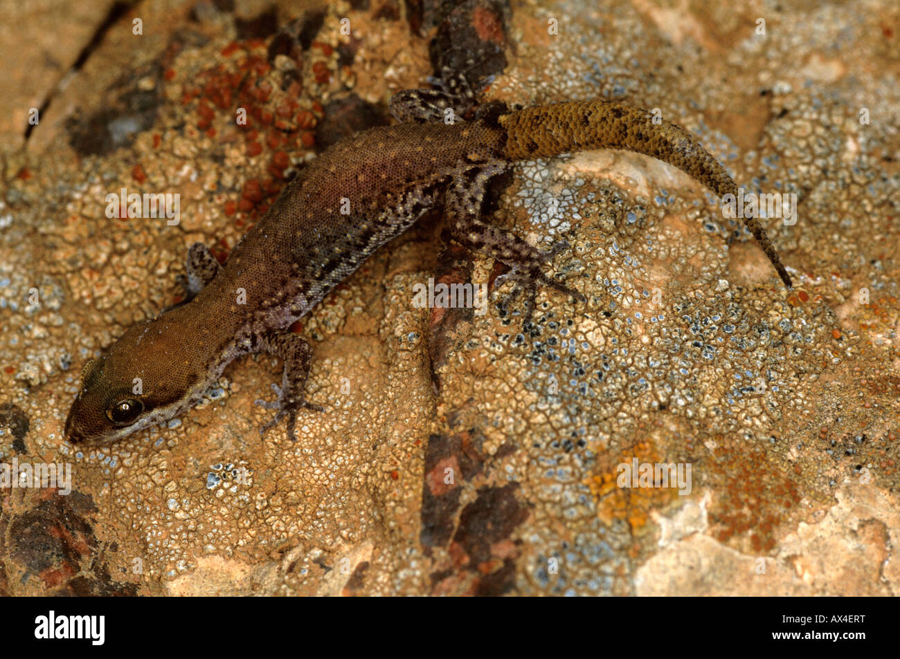 Saurodactylus brosseti lizard Morocco Stock Photo - Alamy