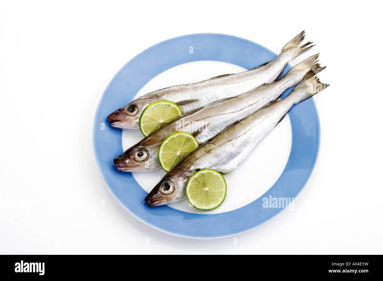 Sandfish hi-res stock photography and images - Alamy