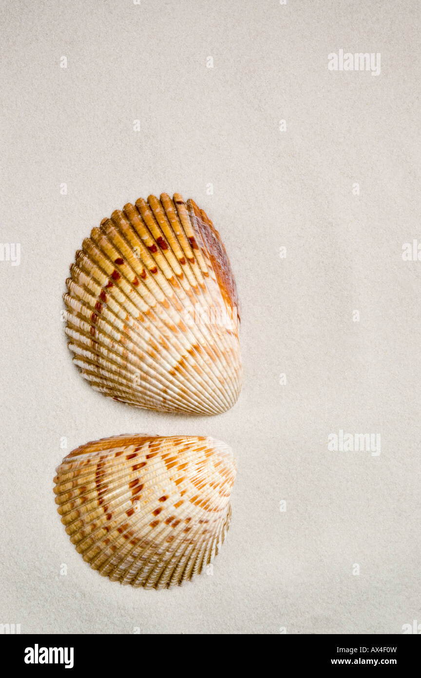 Seashells in the sand Stock Photo - Alamy
