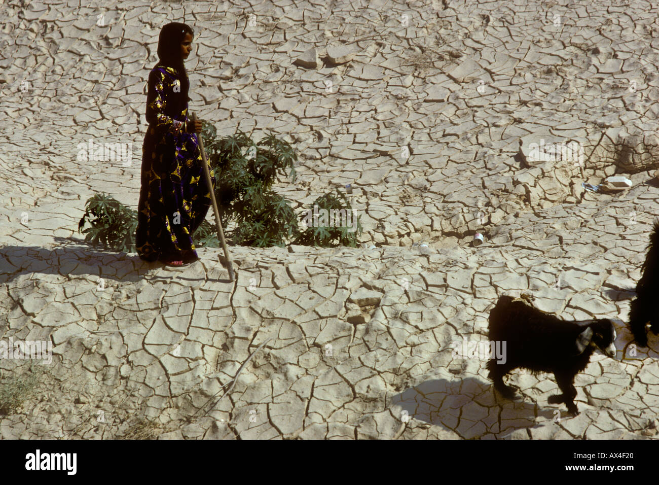 A Bedouin woman shepherds the family flock in the desert of Saudi ...