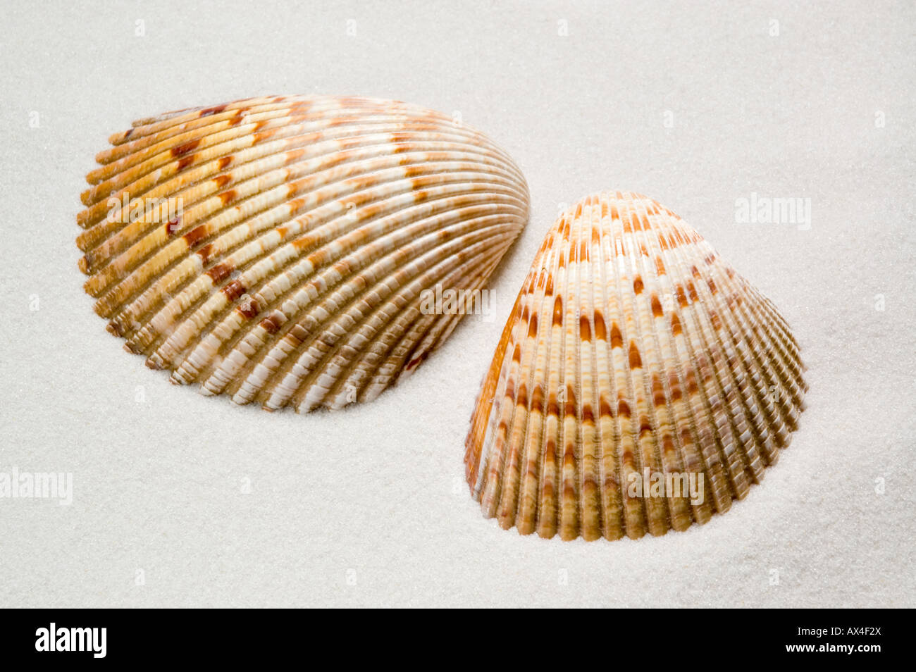 Seashells in the sand Stock Photo - Alamy