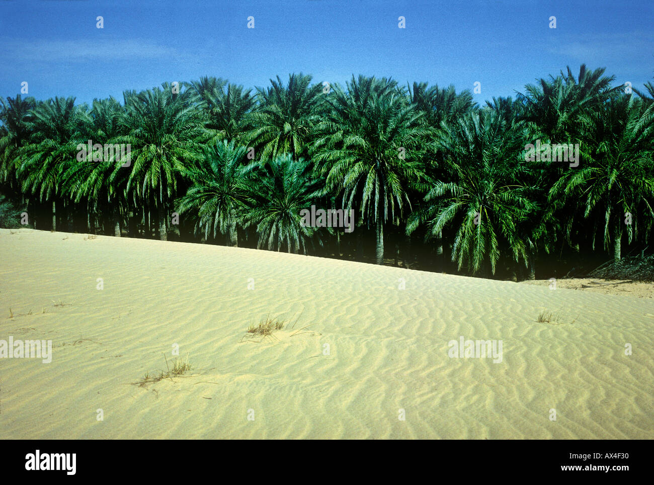 Saudi arabia desert oasis hi-res stock photography and images - Alamy