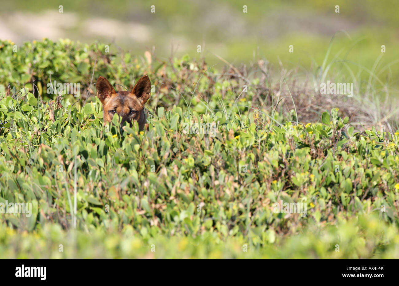 Dingo sitting hi-res stock photography and images - Alamy