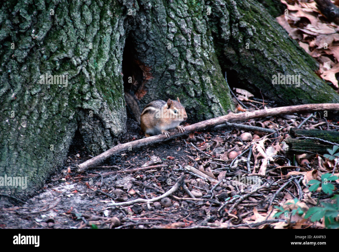 Eastern Chipmunk by Den in Tree Roots Stock Photo - Alamy